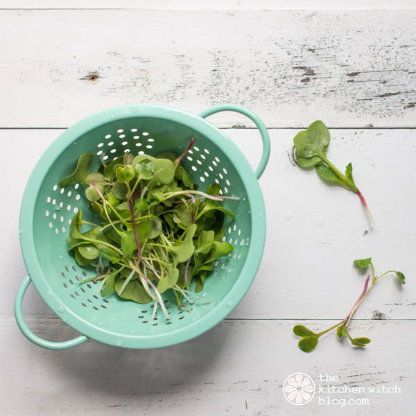 Radish Sprout Salad with a Creamy Basil and Parsley Dressing